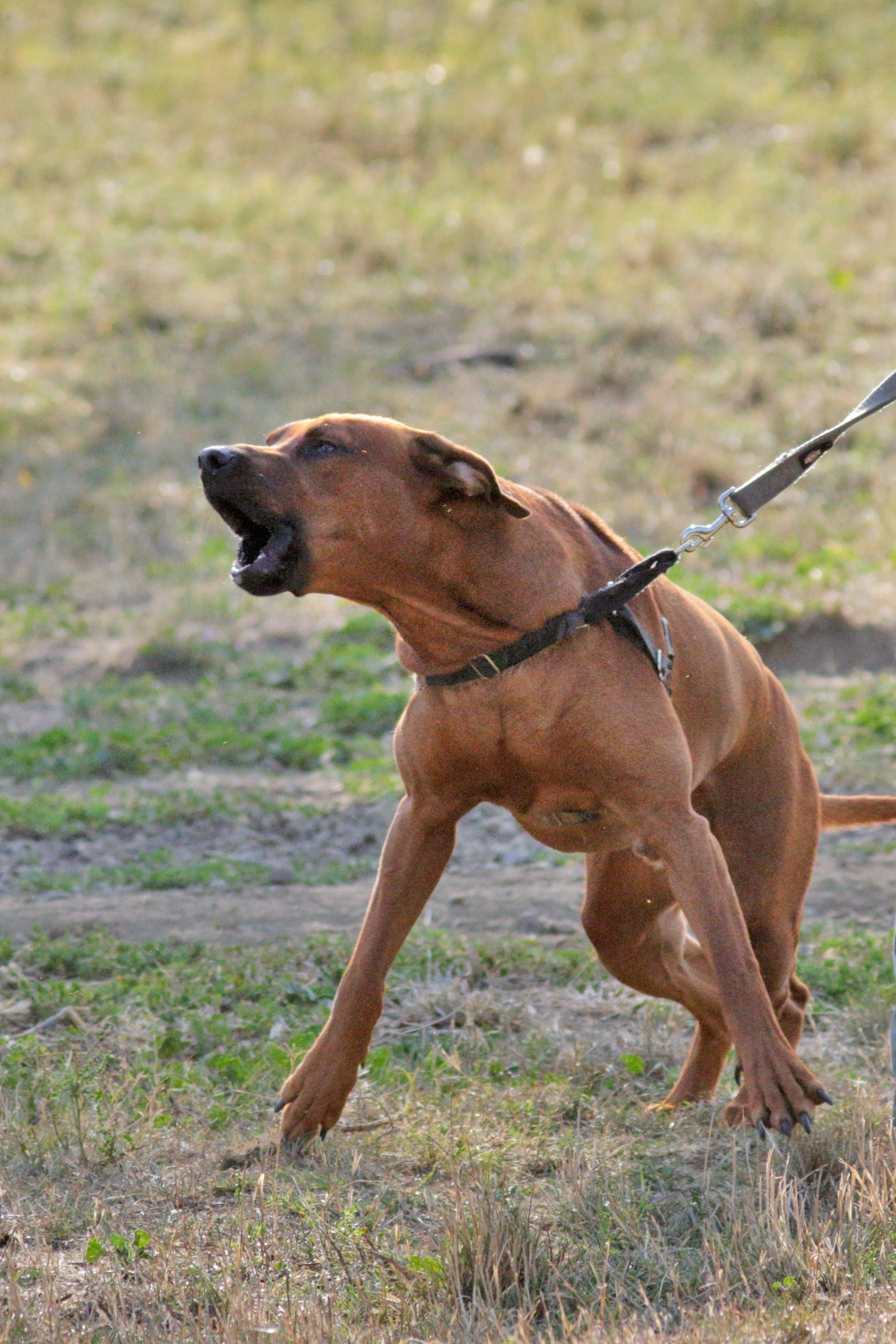 Reactive Dogs | Gear for Greater Control · The Exceptional Dog Shop